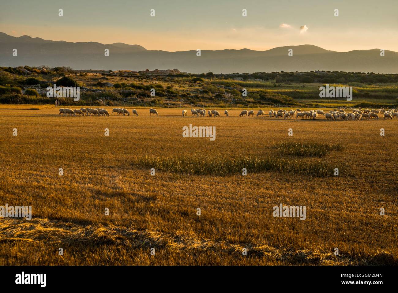 Sheep (Ovis aries) on Pag island, Croatia Stock Photo - Alamy