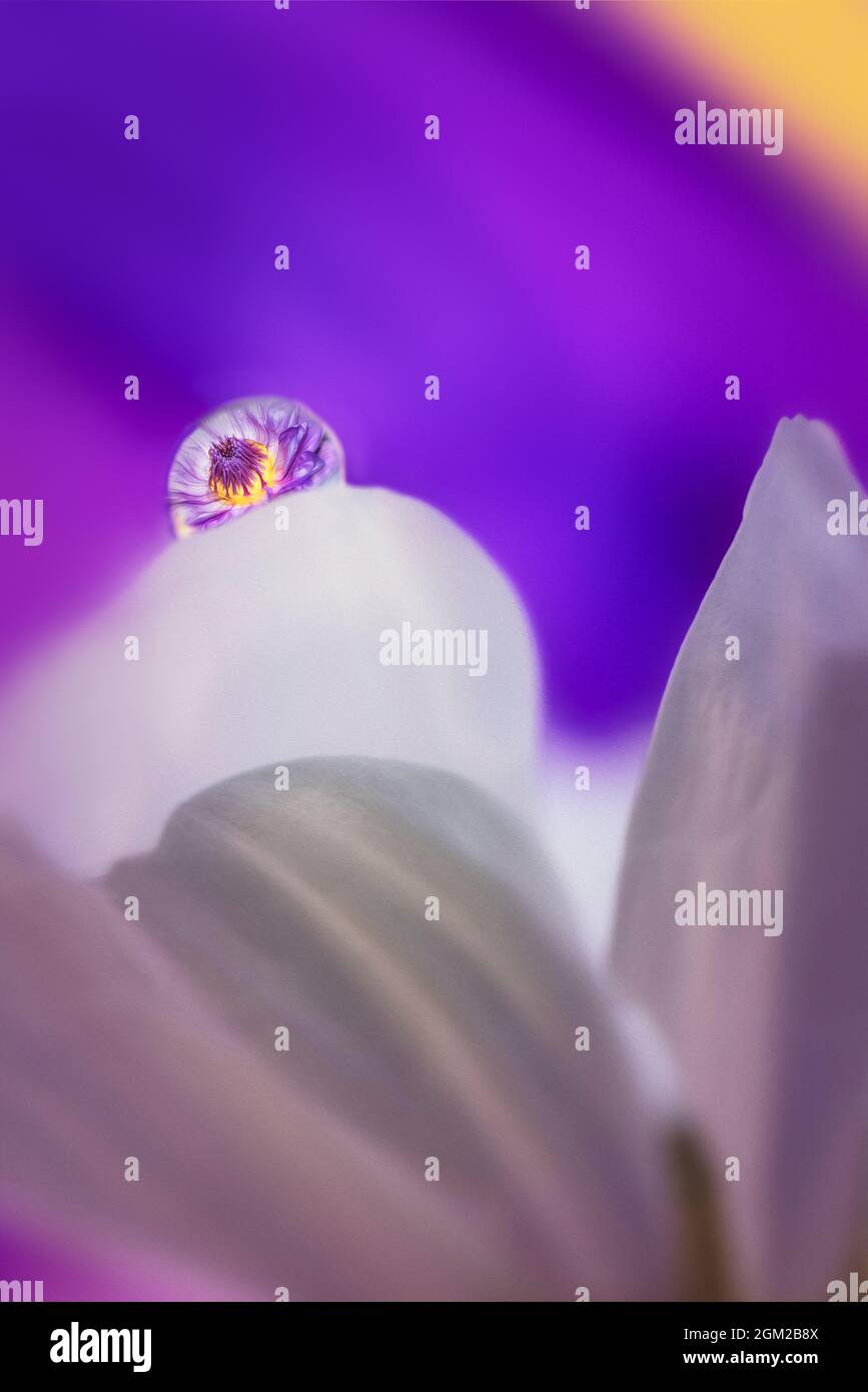 Water Drop Refraction - Flower reflected and refracted in water drop on ...