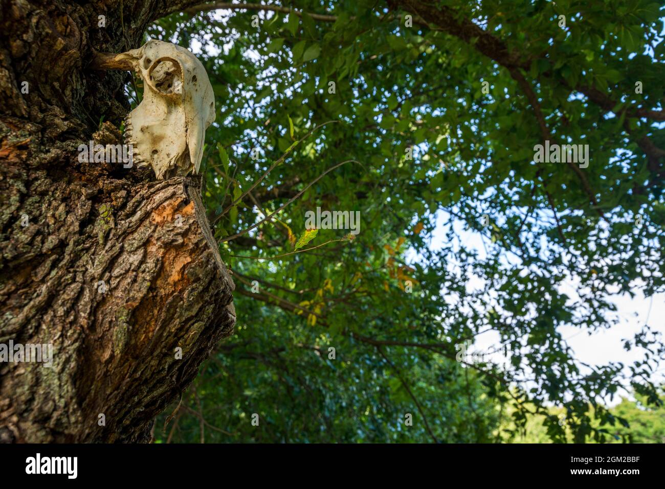 Sheep (Ovis aries), skull, on a chestnut tree, Croatia Stock Photo - Alamy