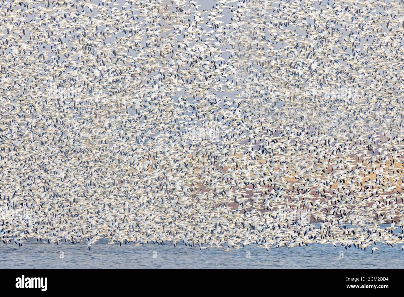 Snow Geese In Flight - A specatacular view of approximately 65,000 Snow ...