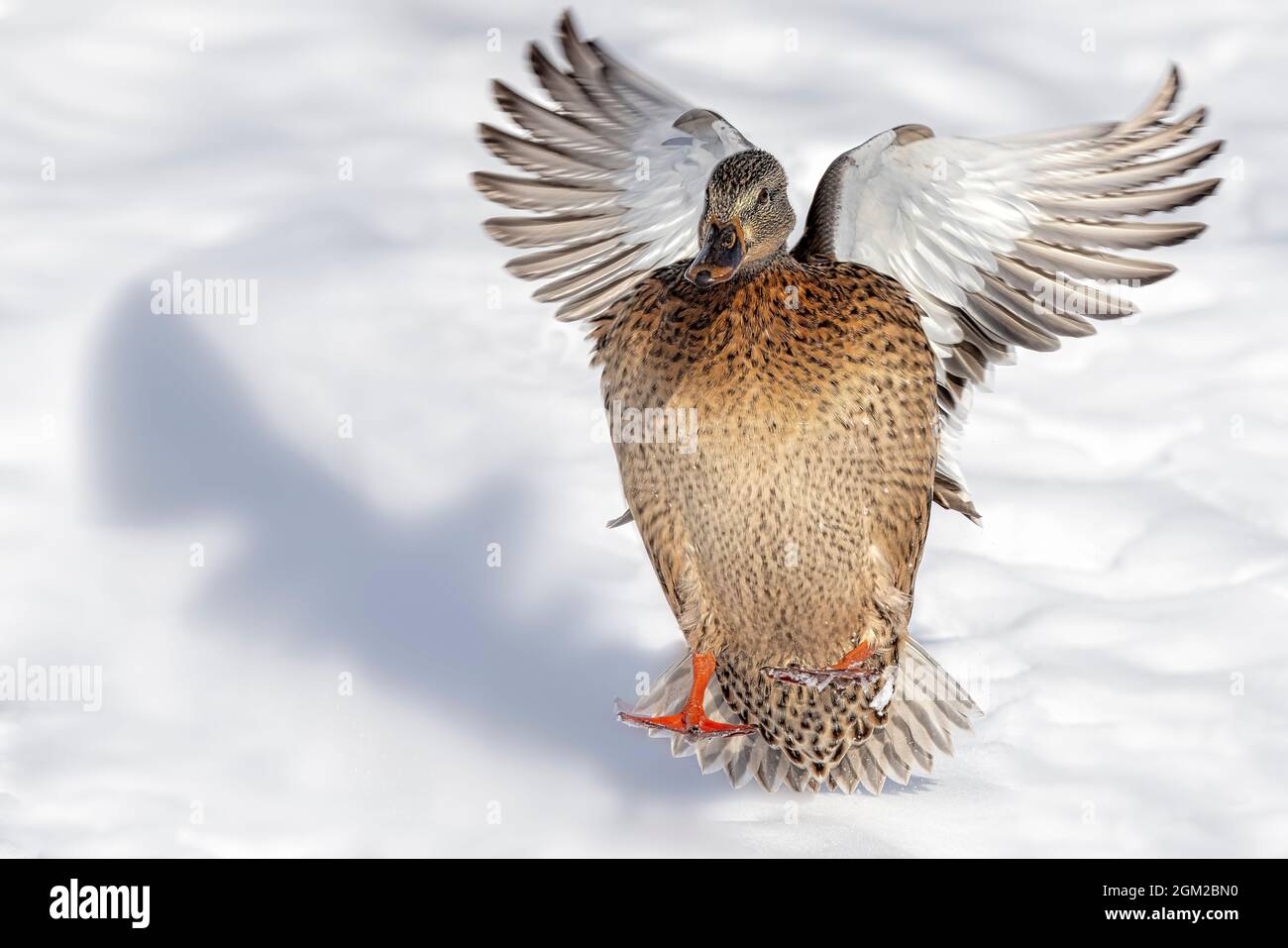 Mallard Duck Landing - Female Mallard duck in flight about to land in ...