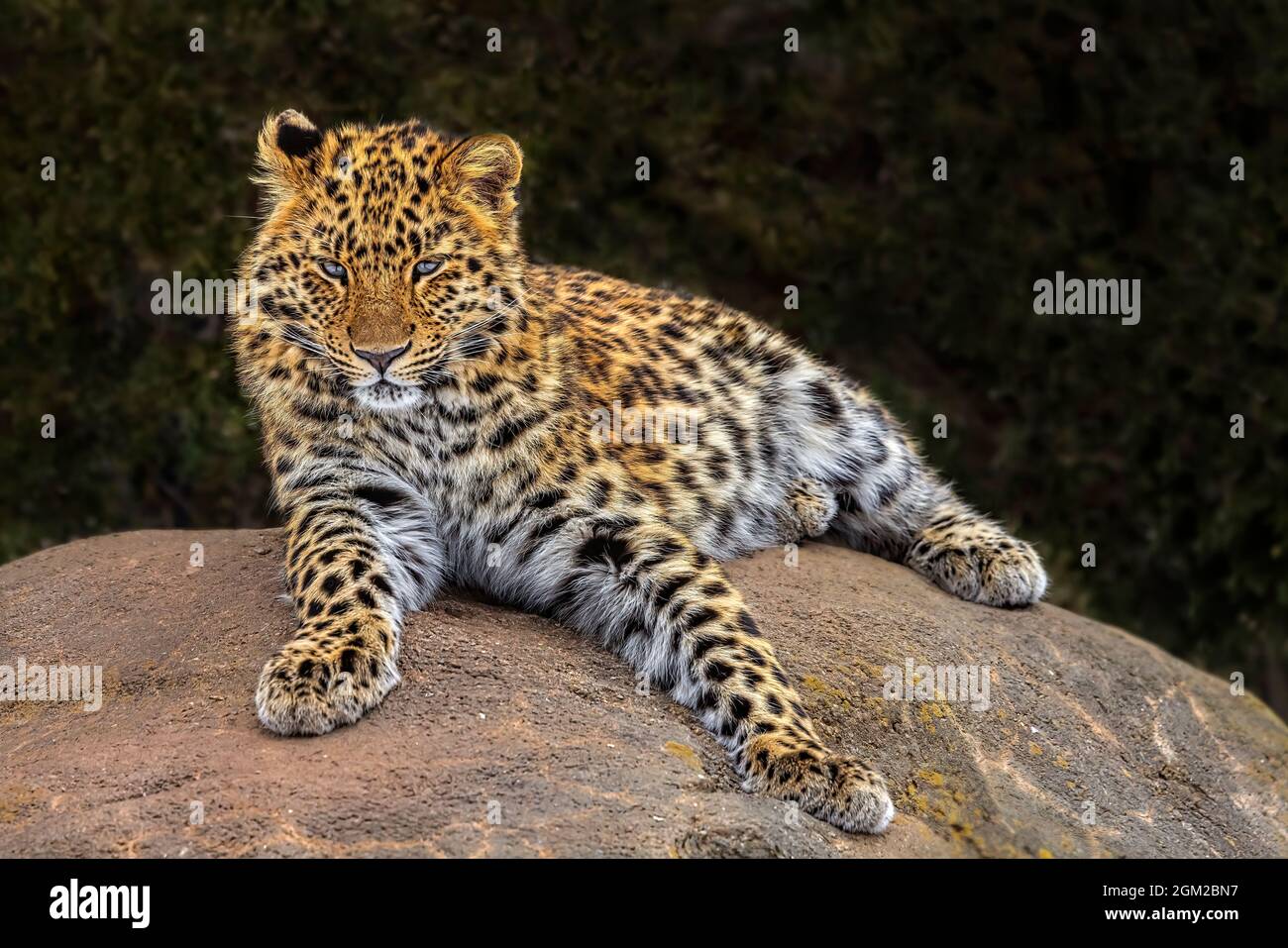 Camouflage pattern w hi-res stock photography and images - Alamy