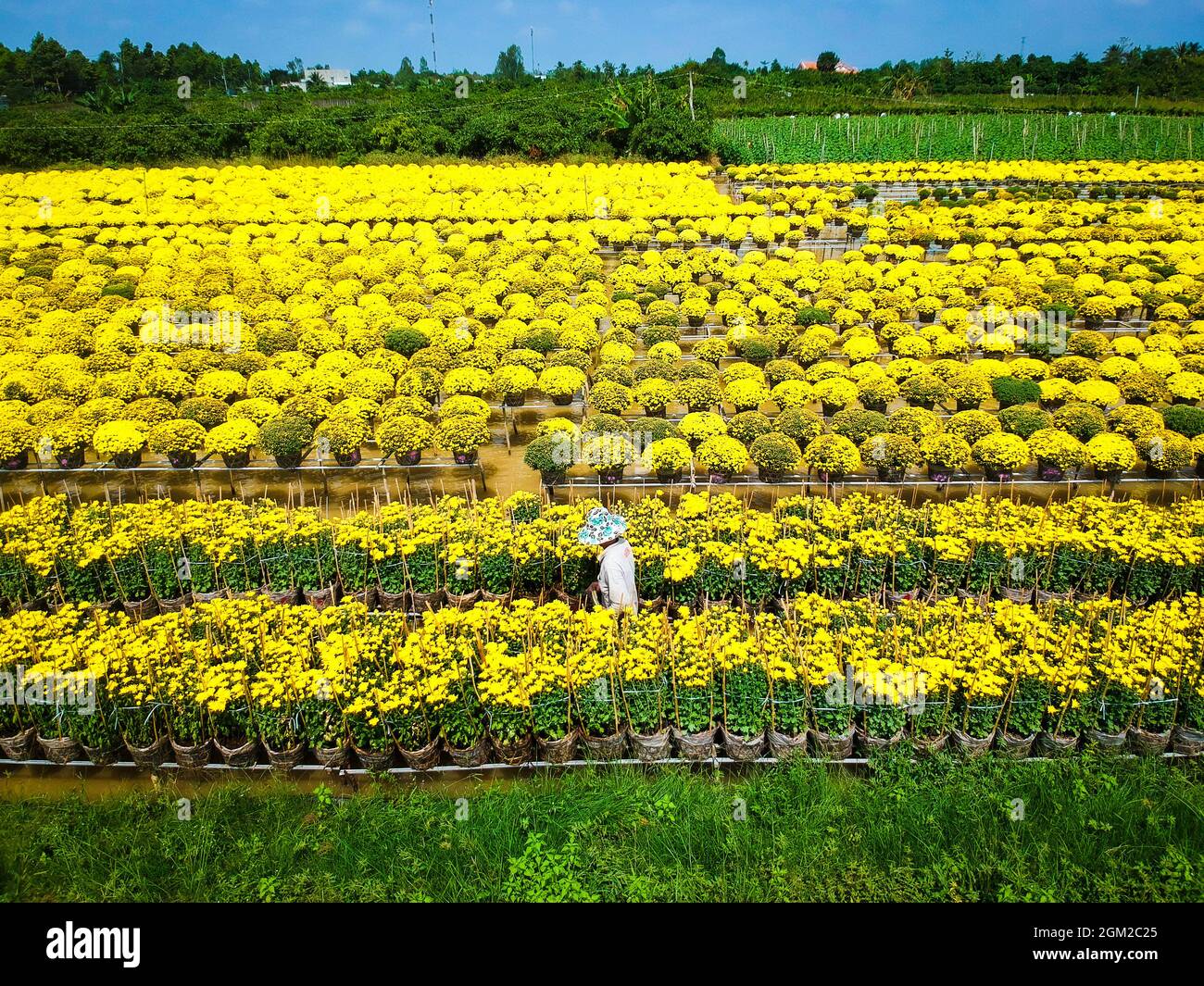 Sa Dec flower village in Dong Thap province southern Vietnam Stock ...