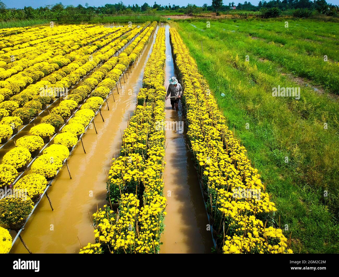 Sa Dec flower village in Dong Thap province southern Vietnam Stock ...