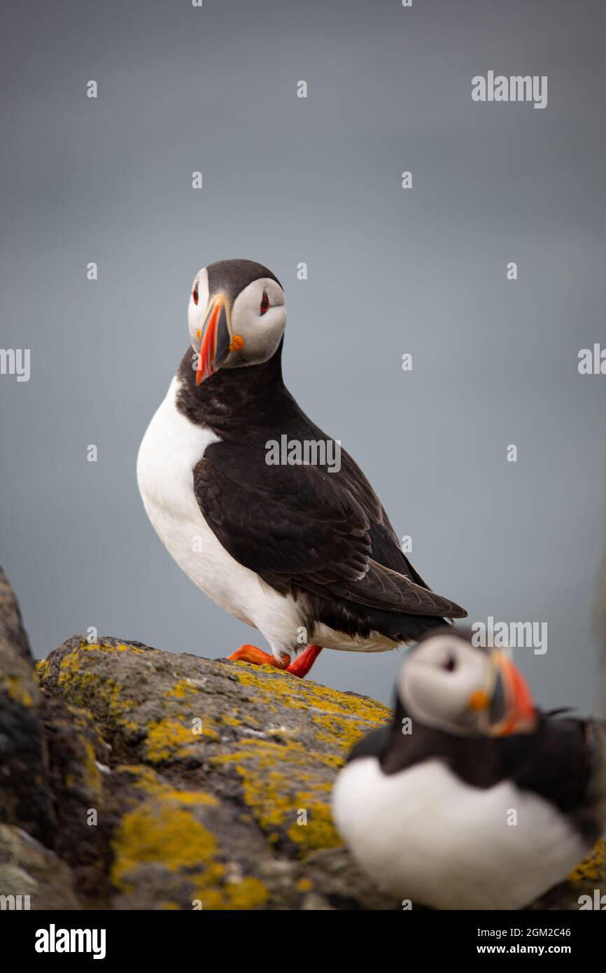 Puffins on Isle of May, Anstruther, Scotland, UK Stock Photo - Alamy
