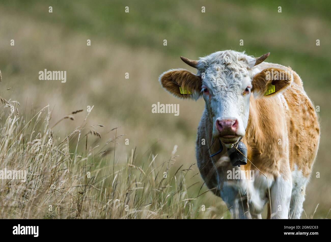 Bos primigenus taurus hi-res stock photography and images - Alamy