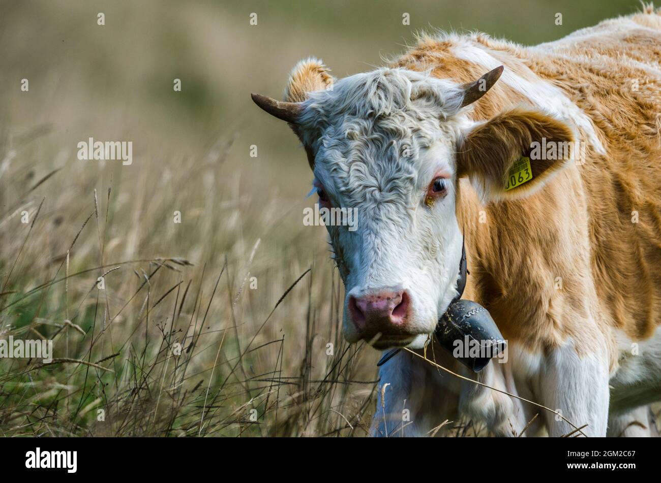 Bos primigenus taurus hi-res stock photography and images - Alamy