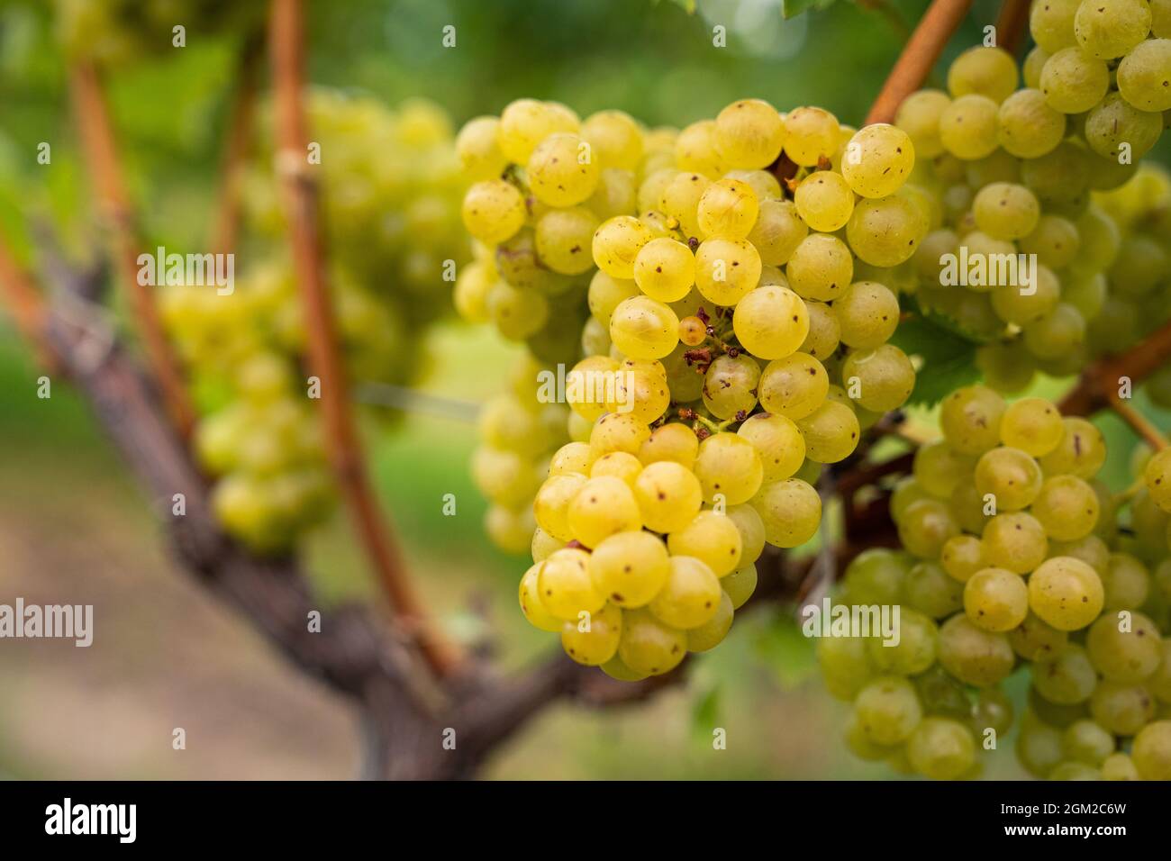 Grape of doves hi-res stock photography and images - Alamy