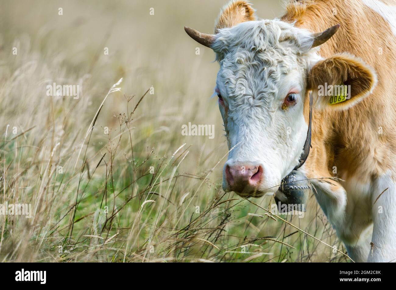 Cattle (Bos taurus or Bos primigenus taurus, cow, portrait Stock Photo ...