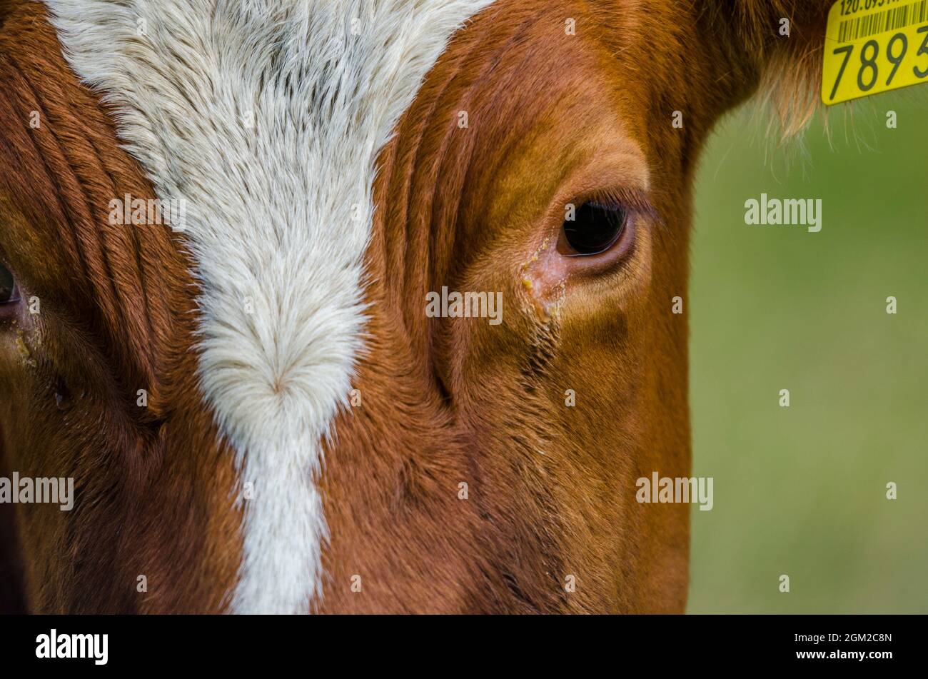 Cattle (Bos taurus or Bos primigenus taurus, cow, portrait Stock Photo ...