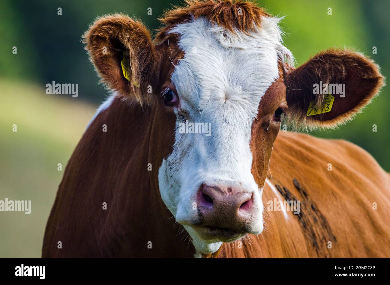 Bos primigenus taurus hi-res stock photography and images - Alamy