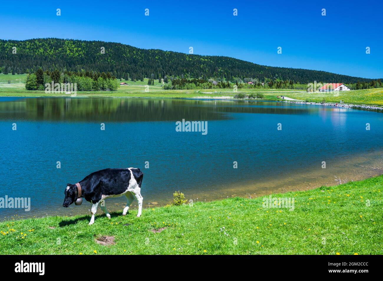Cattle (Bos taurus or Bos primigenus taurus, cows, Lac des Taillères ...