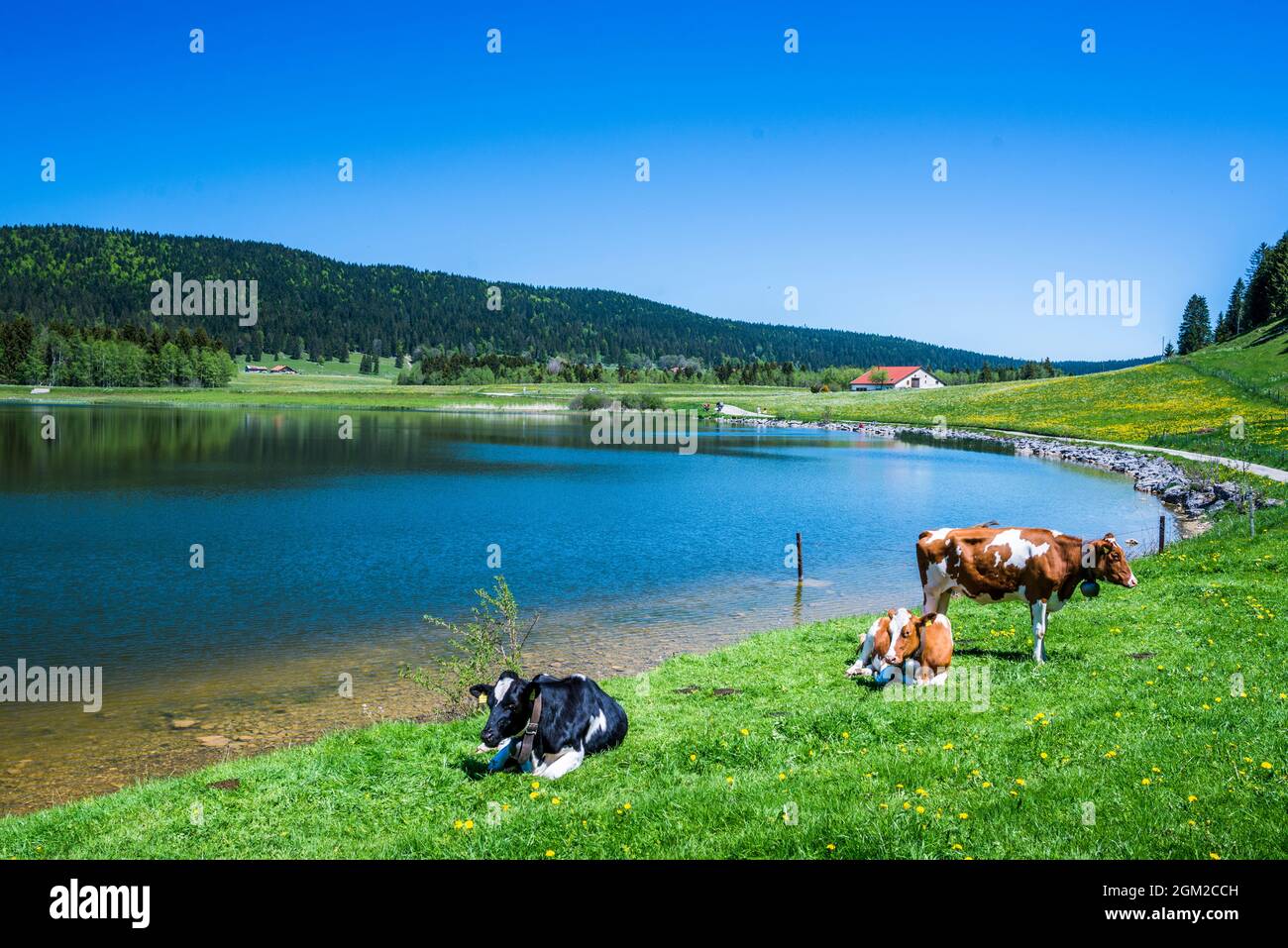 Bos primigenus taurus hi-res stock photography and images - Alamy