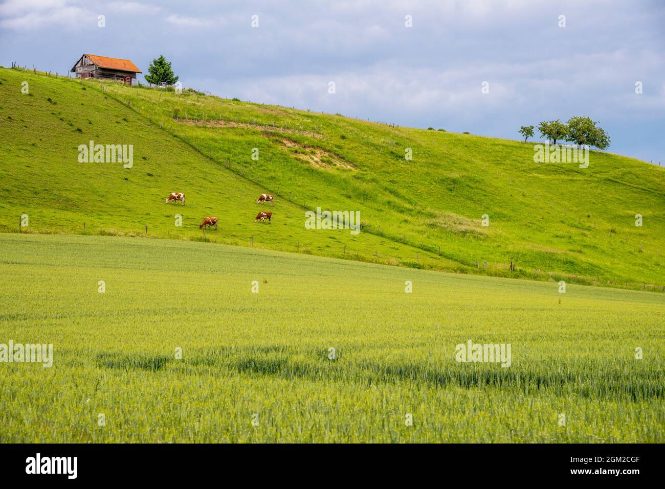 Cattle (Bos taurus or Bos primigenus taurus, cows, Vaud, Switzerland ...