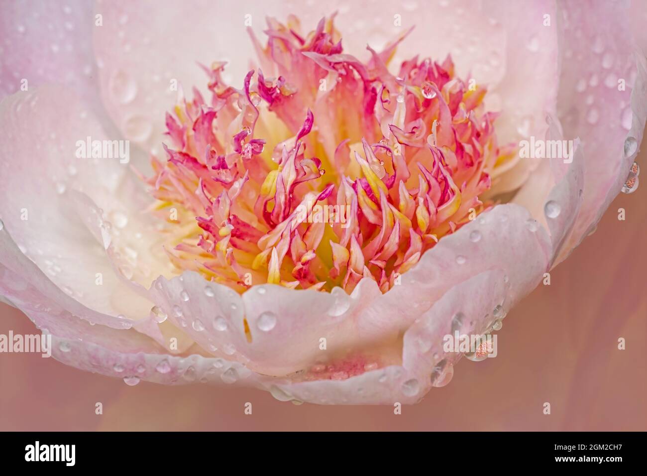 Pink Peony And Water Drops - closeup of a Poeny flower with water drops ...