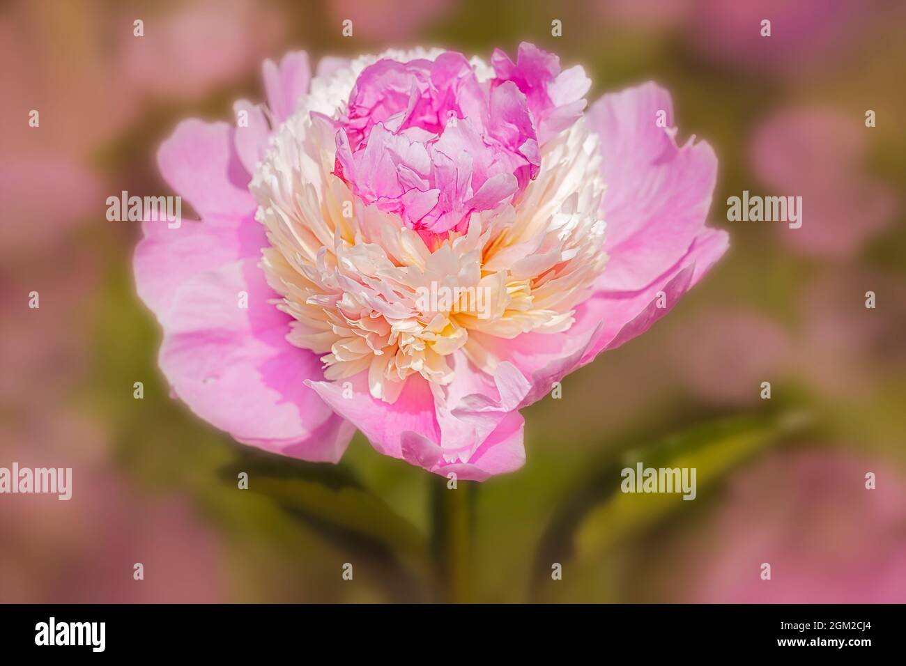 Raspberry Sundae Peony - Pink Peony and Water Drops - closeup of a ...
