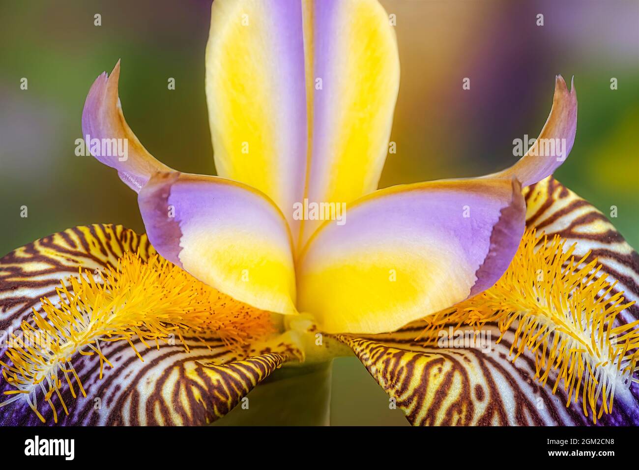 Beautiful Bearded Iris Flower - Close up view of a beautiful yellow and ...