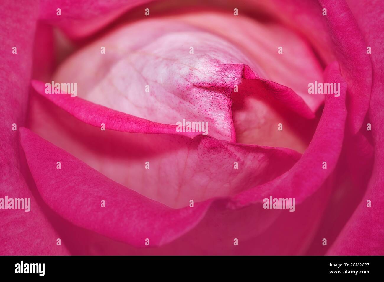 Rose Petals - Close up view of a delicate pink Rose flower that ...