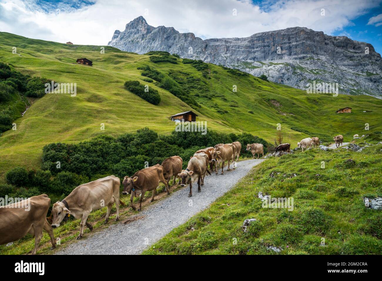 Cattle (Bos taurus or Bos primigenus taurus, cows, with view on the ...