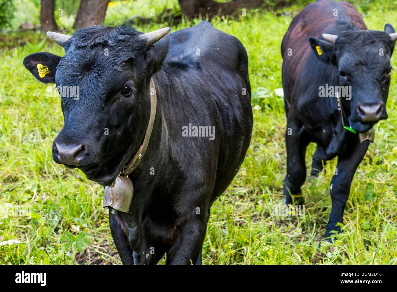 Primigenus hi-res stock photography and images - Alamy