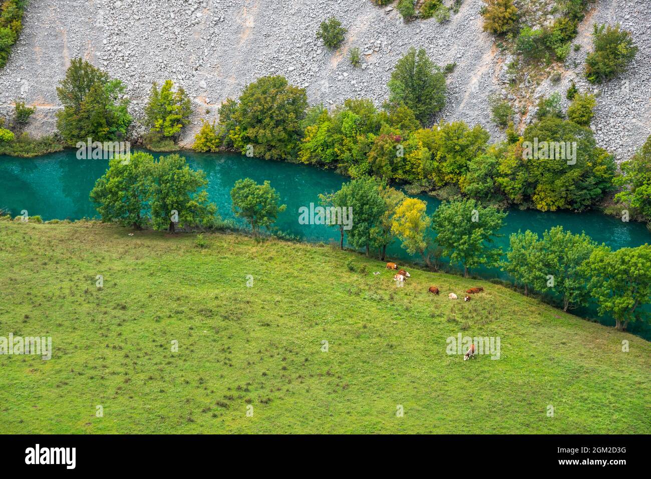 Bos primigenus taurus hi-res stock photography and images - Alamy