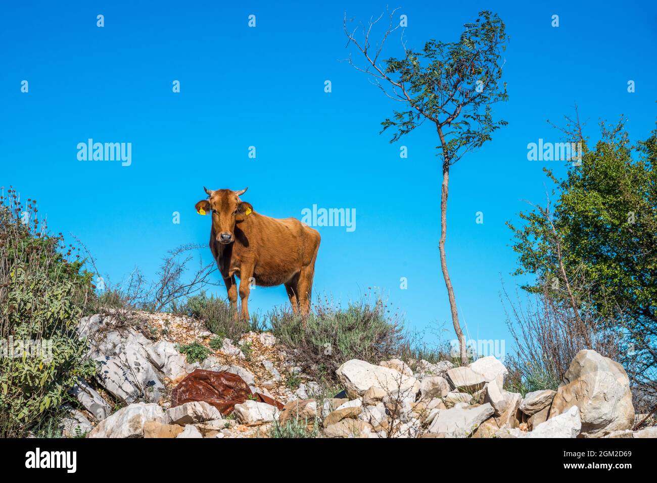 Taurus cattle hi-res stock photography and images - Alamy