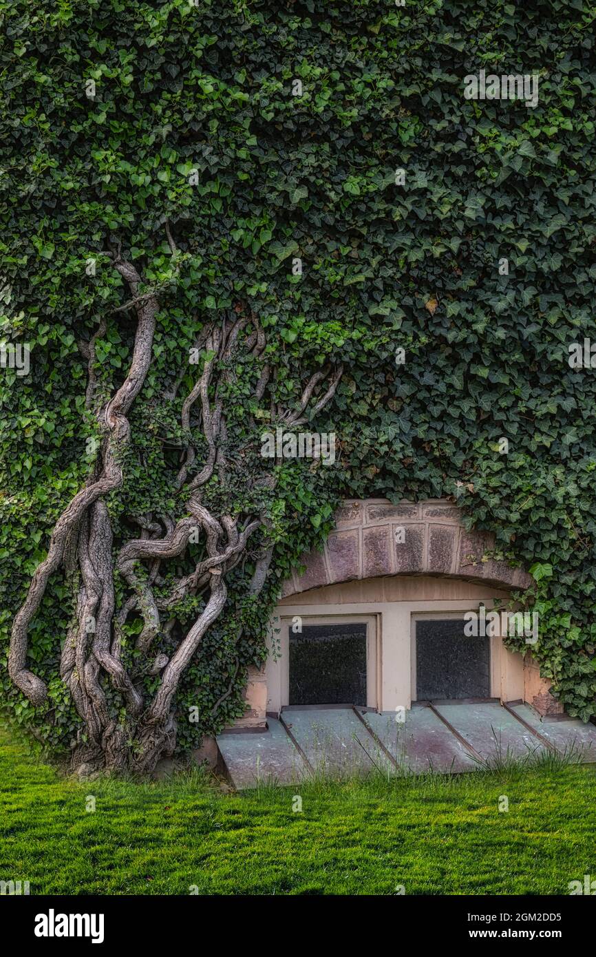 Nassau Hall Princeton Ivy - Exterior view of Old Nassau English Ivy ...