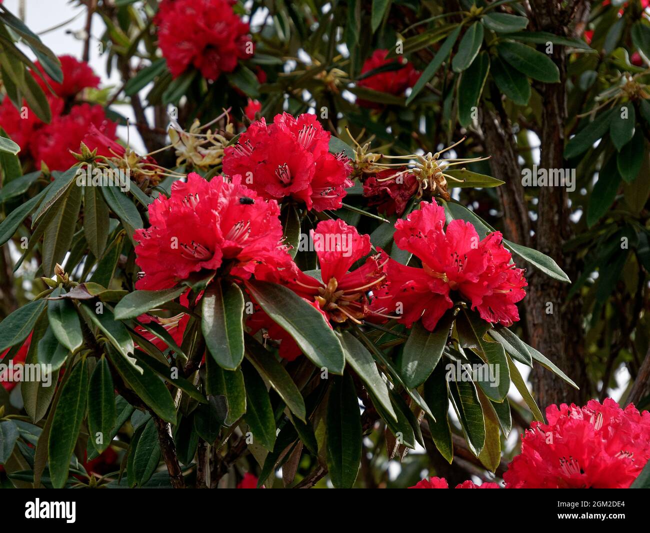 Red flowers Rhododendron ( Ericaceae) in Himalayan mountain at Kausani ...