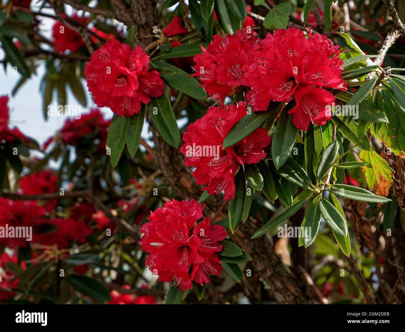 Red flowers Rhododendron ( Ericaceae) in Himalayan mountain at Kausani ...