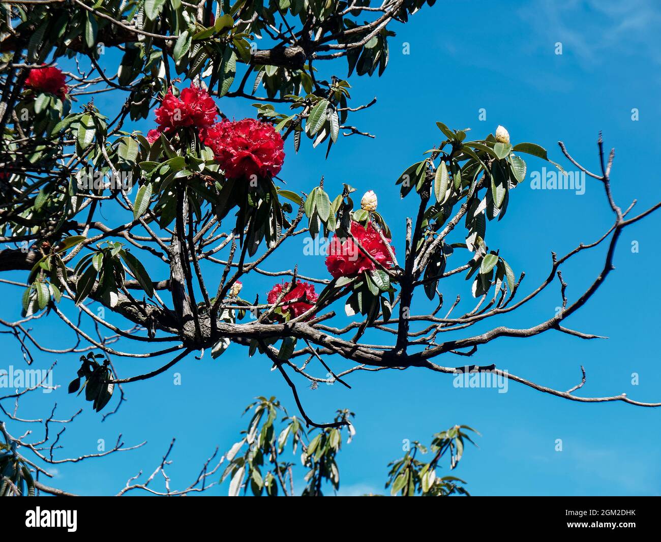 Red flowers Rhododendron ( Ericaceae) in Himalayan mountain at Kausani ...