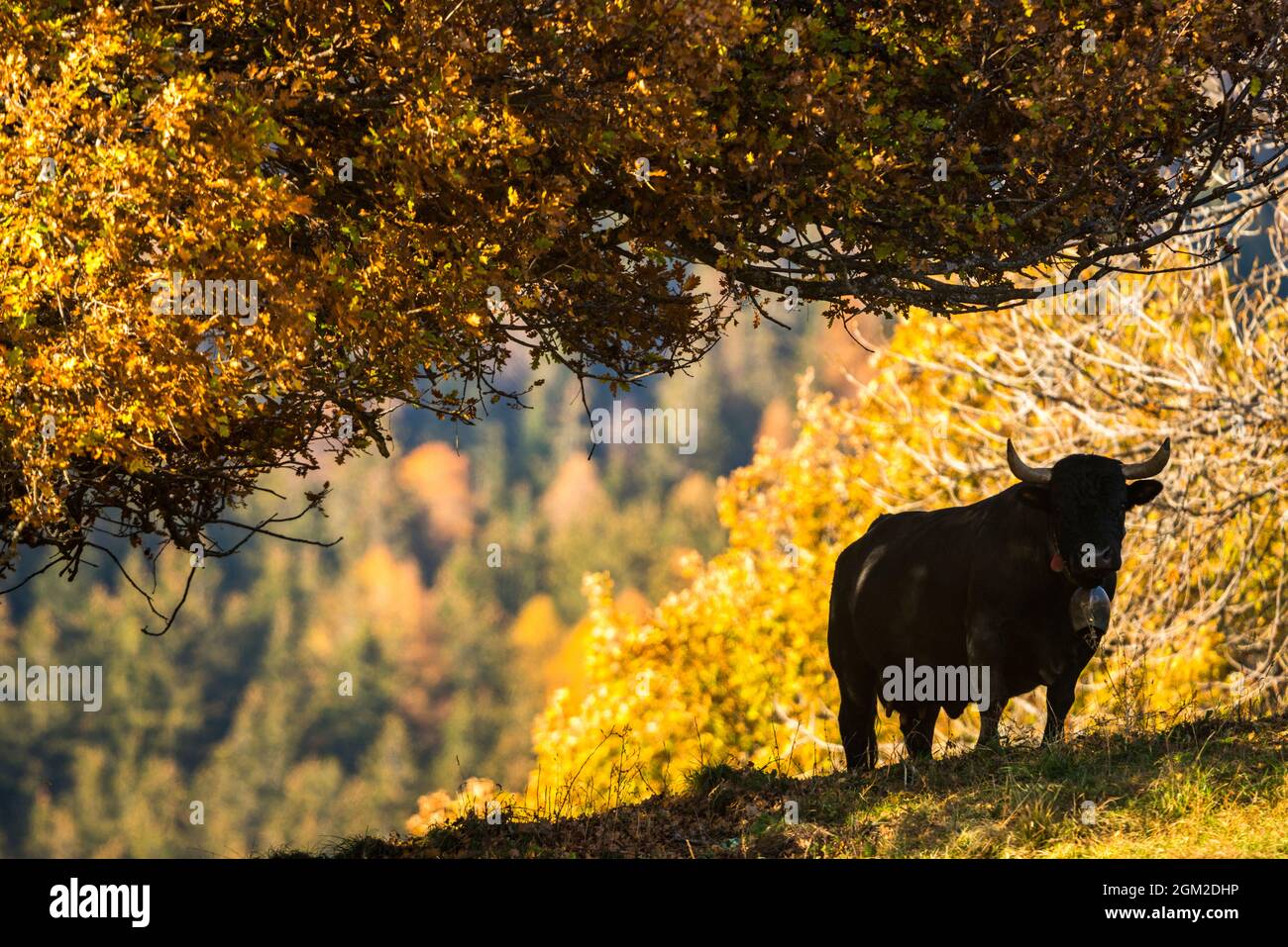 Primigenus hi-res stock photography and images - Alamy