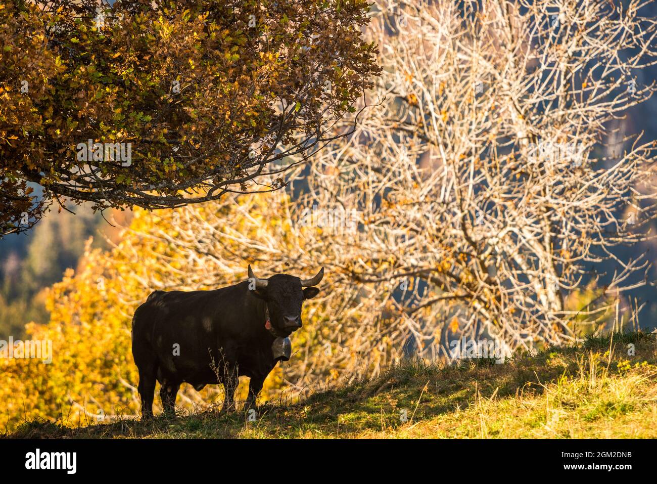 Hérens cattle (Bos taurus or Bos primigenus taurus, cow, Canton of ...