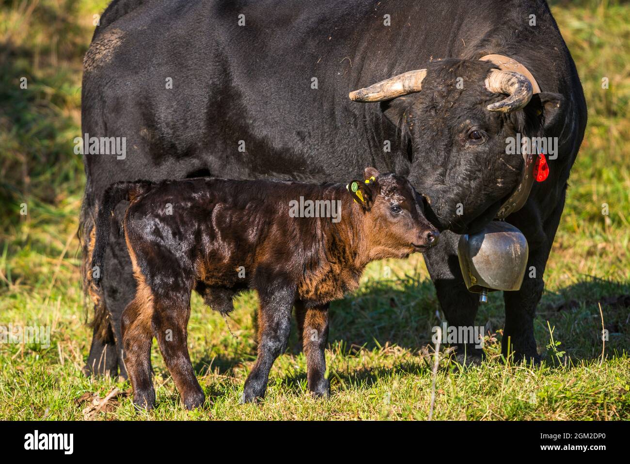 Hérens cattle (Bos taurus or Bos primigenus taurus, cow and calf ...