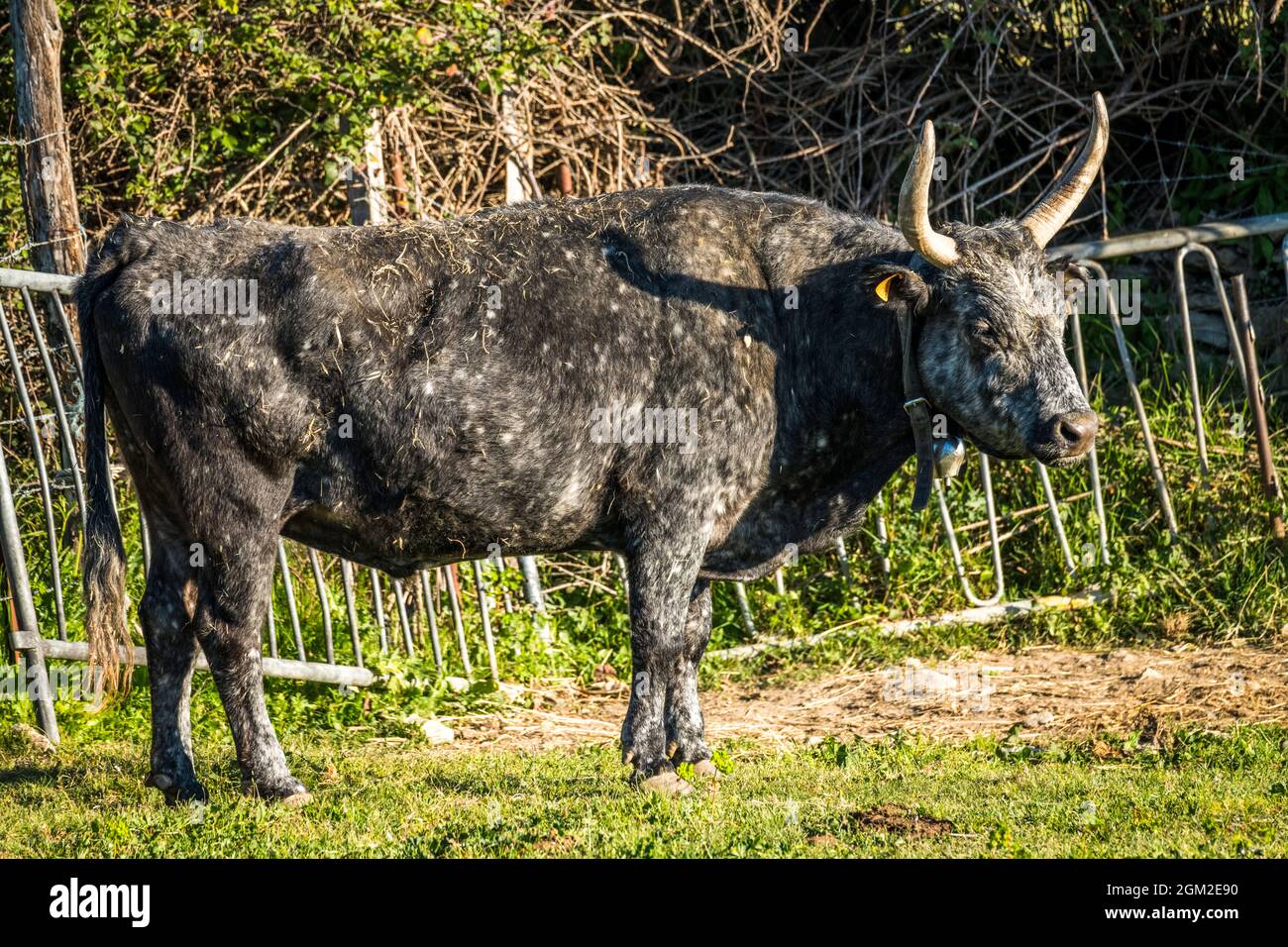Cattle (Bos taurus or Bos primigenus taurus, bulls, Camargue, Gard ...