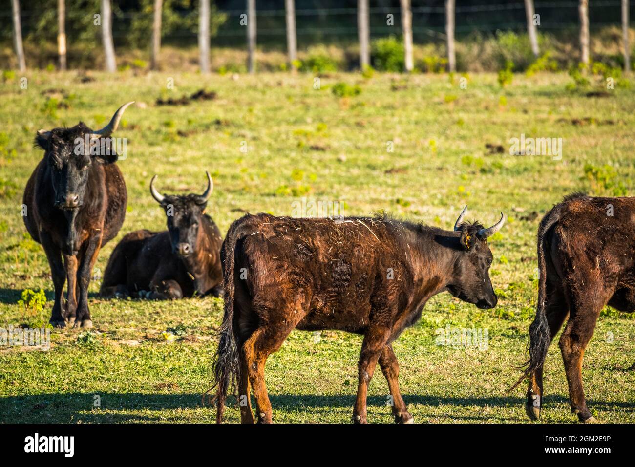 Cattle (Bos taurus or Bos primigenus taurus, cows, Camargue, Gard ...