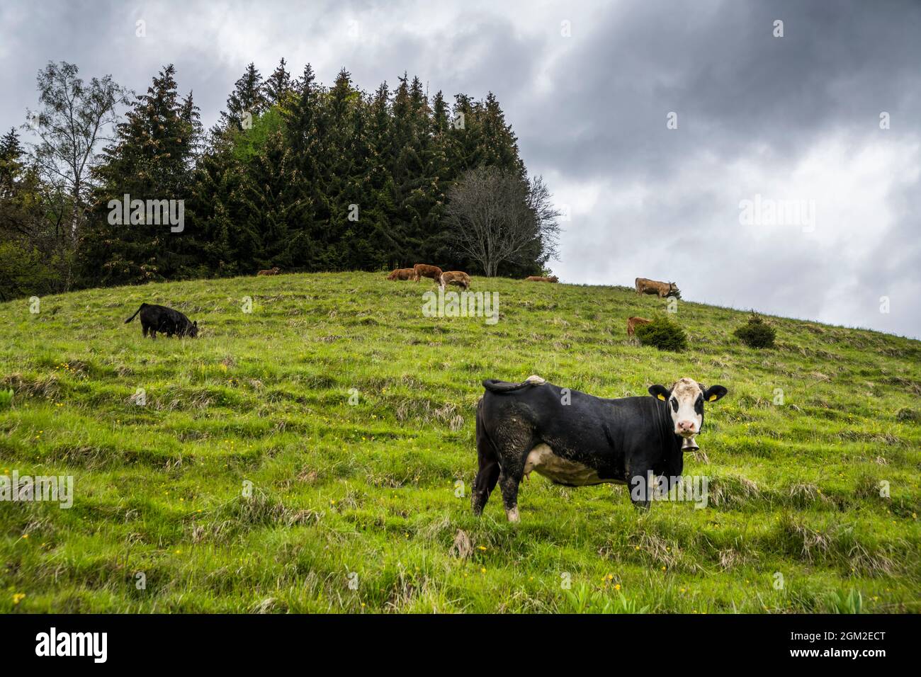 Bos primigenus taurus hi-res stock photography and images - Alamy