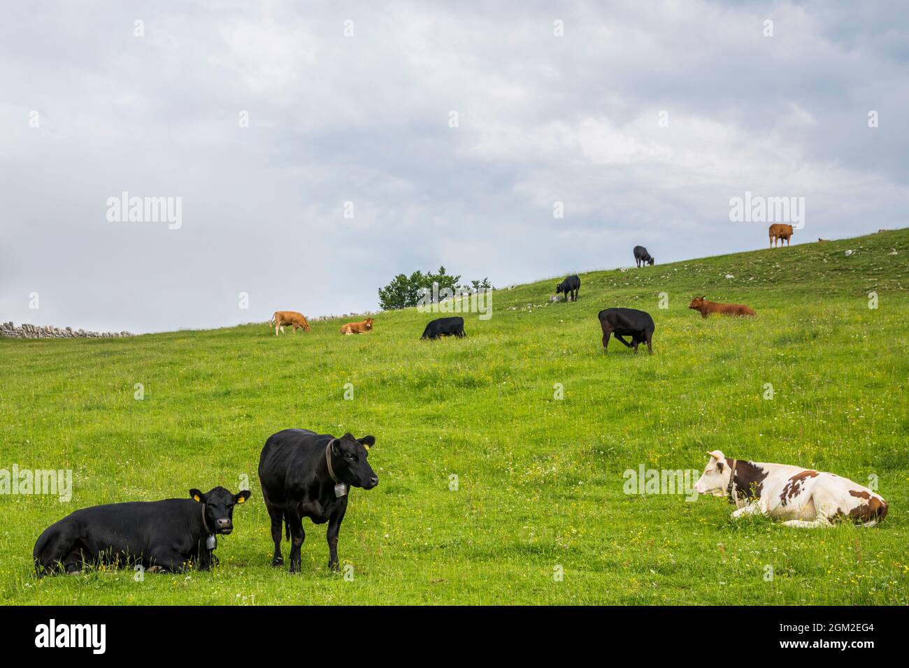 Bos primigenus taurus hi-res stock photography and images - Alamy