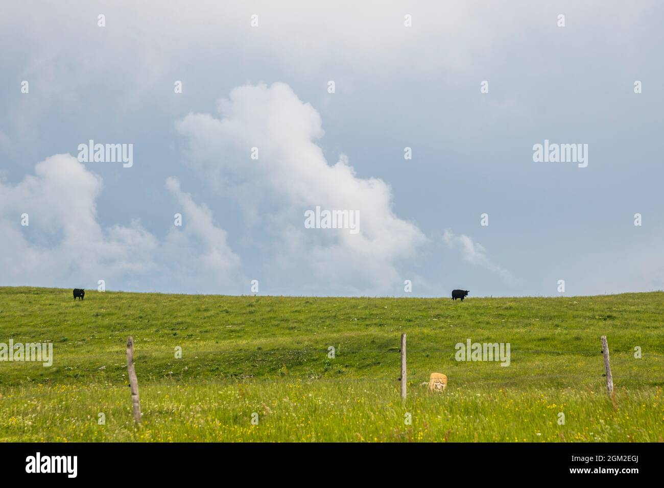 Bos primigenus taurus hi-res stock photography and images - Alamy