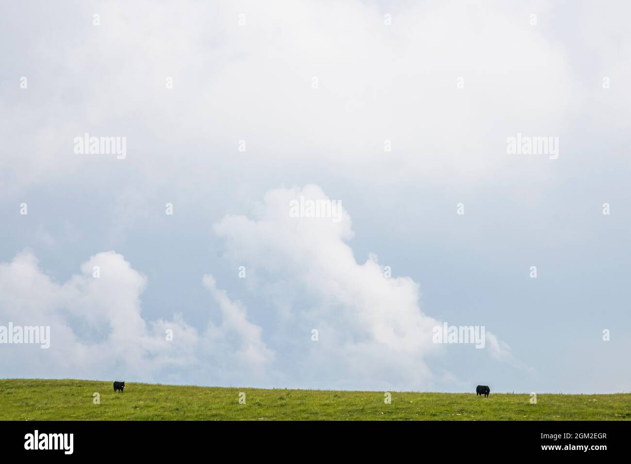 Bos primigenus taurus hi-res stock photography and images - Alamy