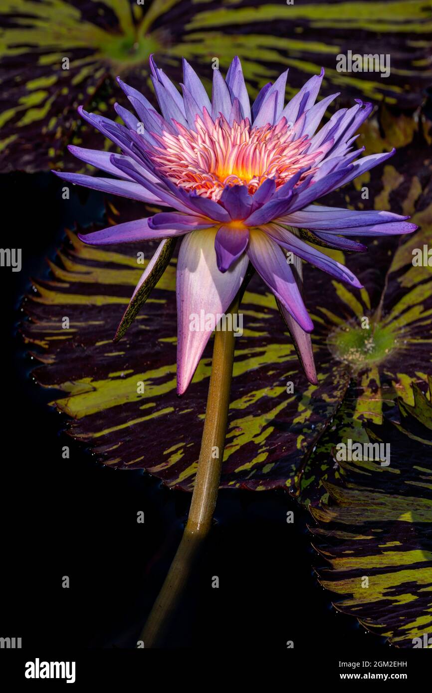 Glowing Heart Waterlily - This gorgeous tropical aquatic flower sports ...
