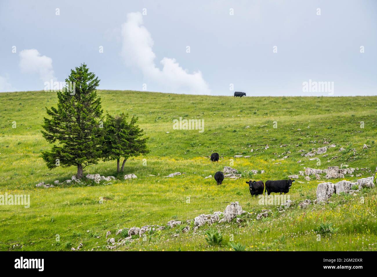 Cattle (Bos taurus or Bos primigenus taurus, cows, canton of Vaud ...