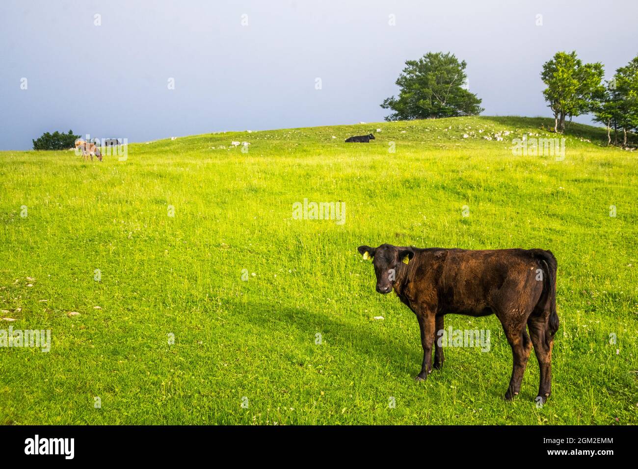 Bos primigenus taurus hi-res stock photography and images - Alamy