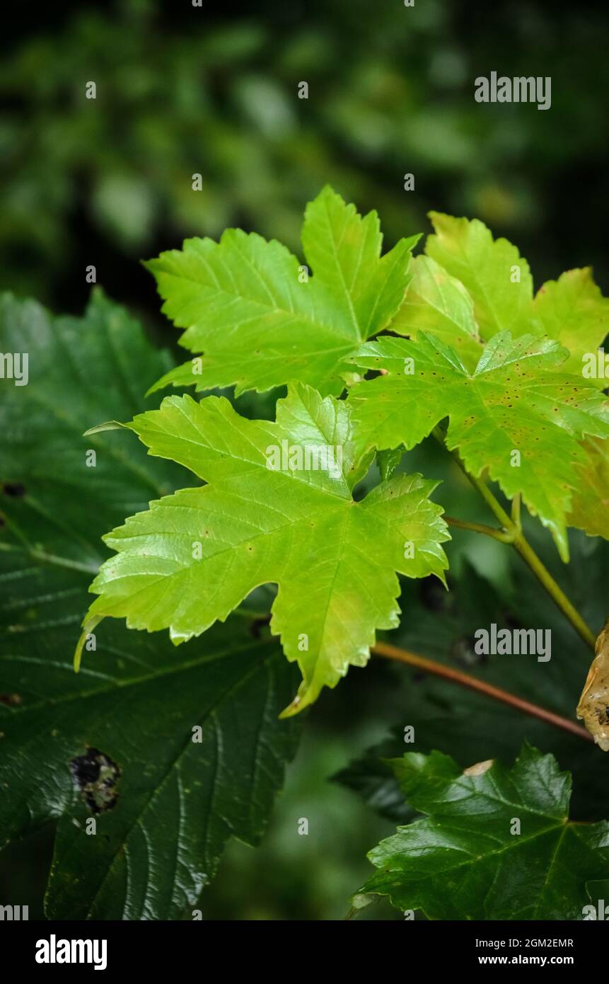 Backlit green maple leaves hi-res stock photography and images - Alamy