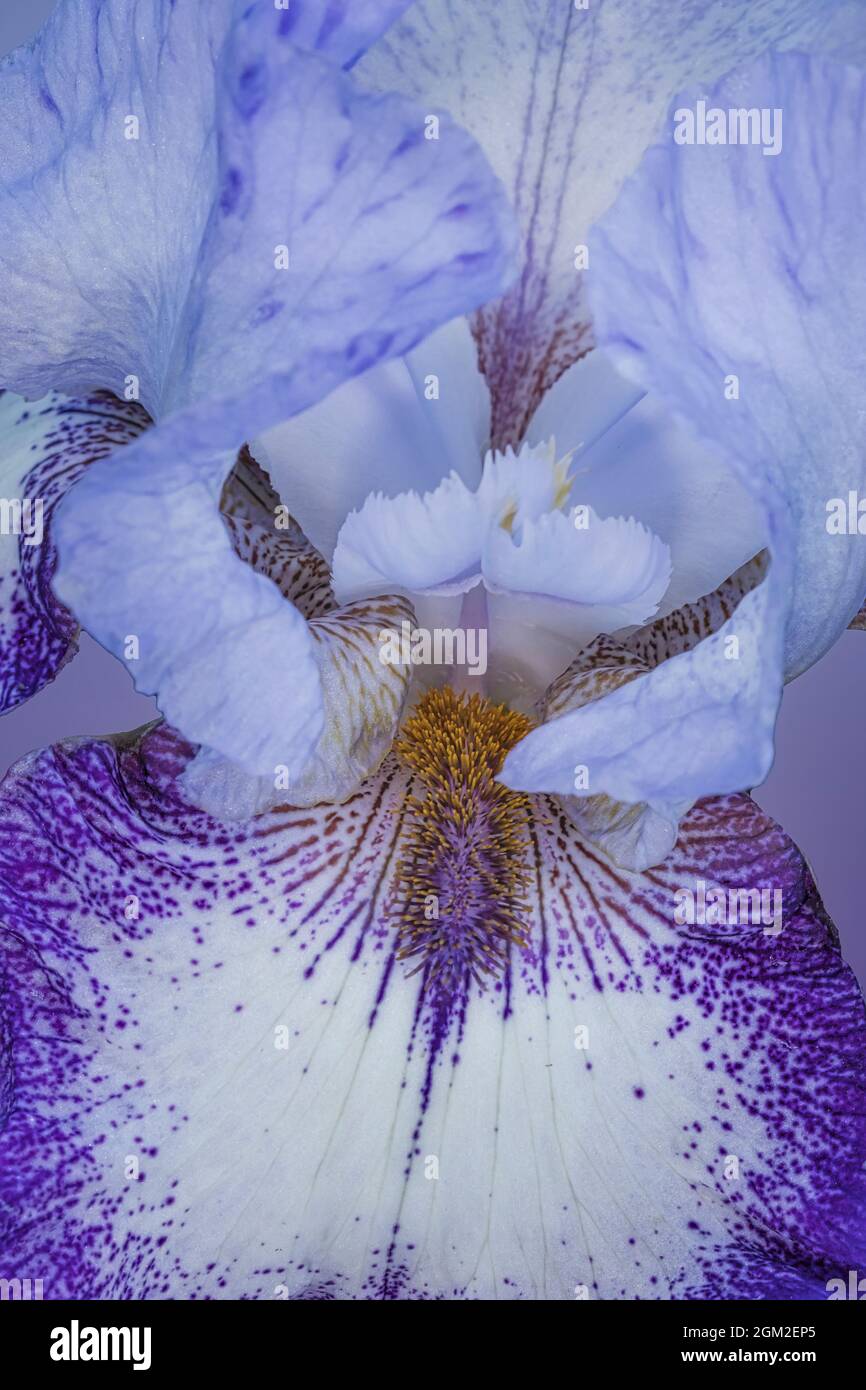 Lavender green florist hi-res stock photography and images - Alamy