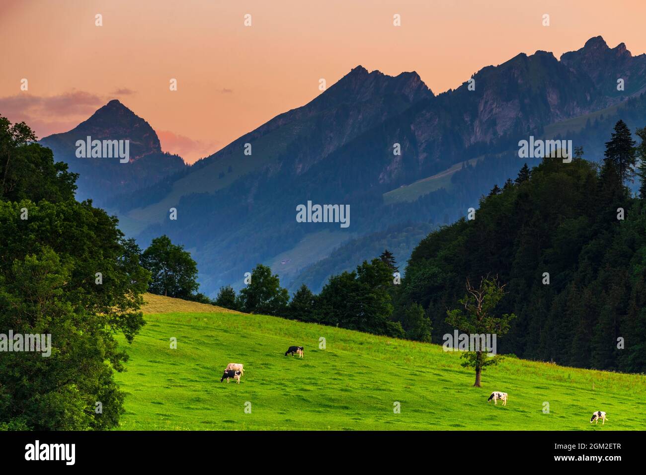 Cattle (Bos taurus or Bos primigenus taurus, cows and alps view, canton ...