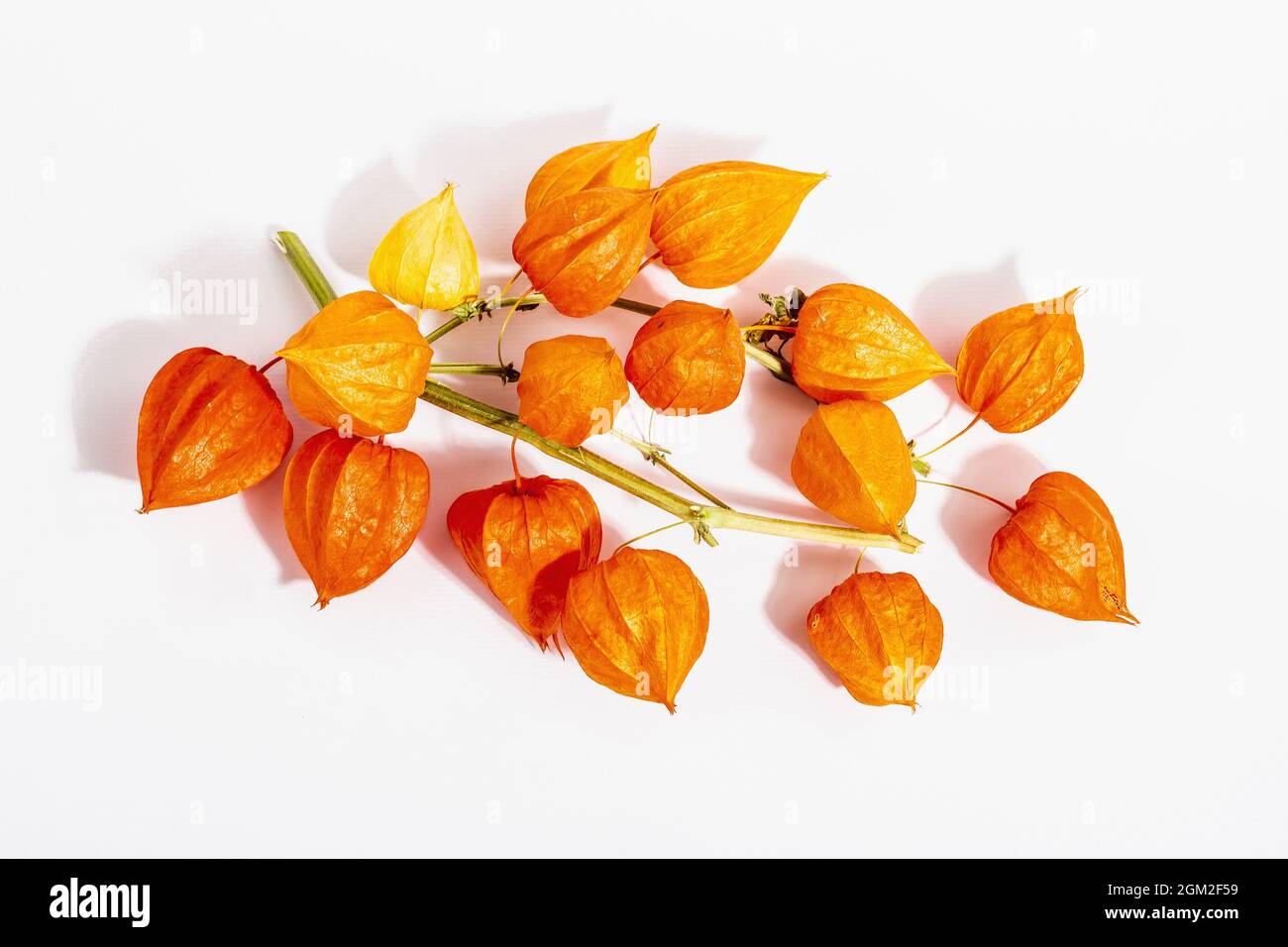 Physalis Alkekengi Wallpaper