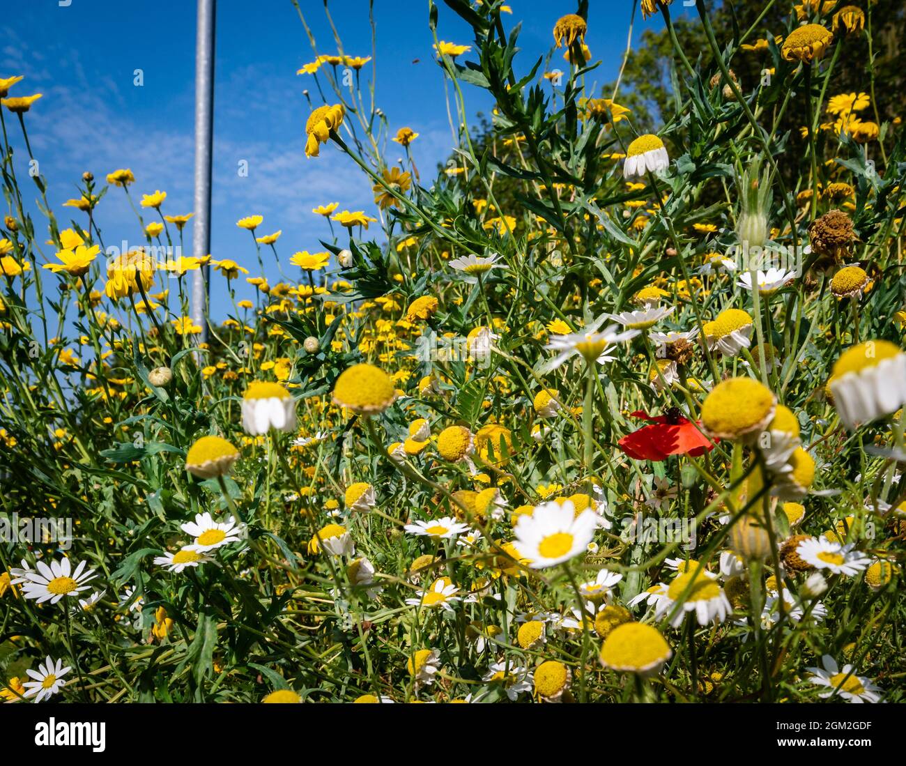 Roadside meadow flowers & street light Stock Photo - Alamy