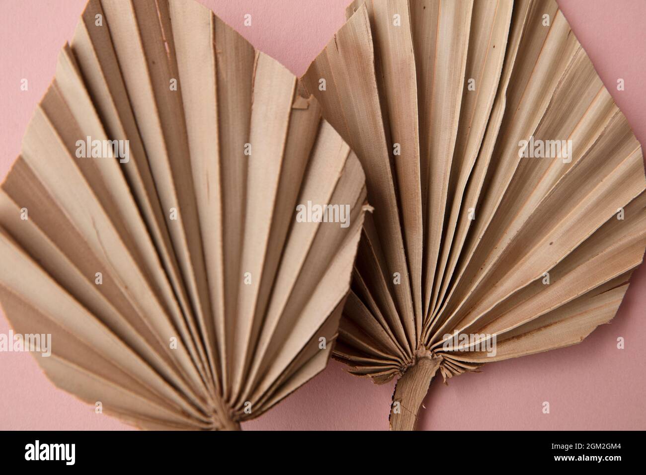 Dried tropical palm tree leaf minimal decoration on a pastel pink ...