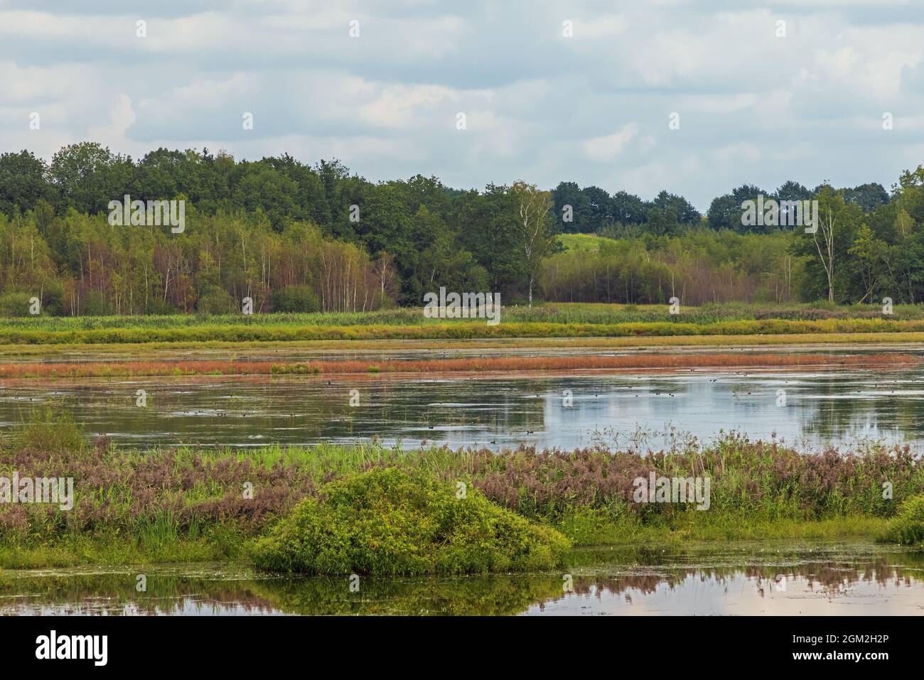 A succession of colored reed islands in a pond in the reserve Het Vinne ...