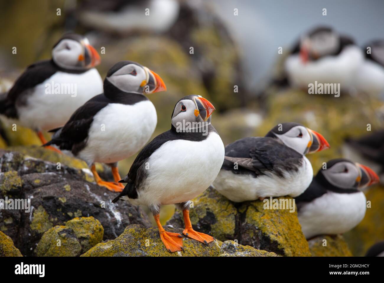 Puffins on Isle of May, Anstruther, Scotland, UK Stock Photo - Alamy